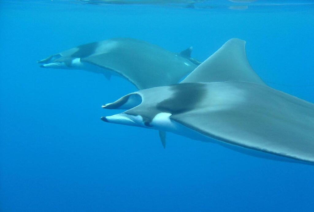 Mobula modular (Mobula) scatto realizzato da Maurizio Wurtz